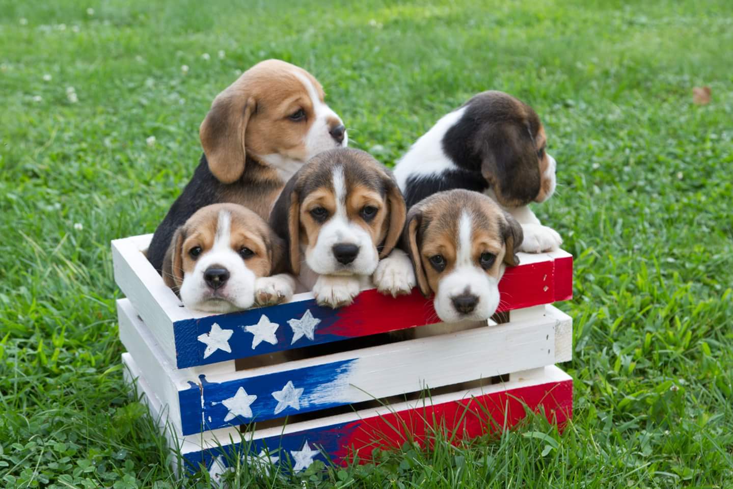 Sugar Hill Hounds – field and show beagles