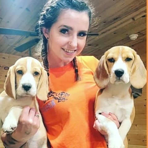 Sugar Hill Hounds – field and show beagles